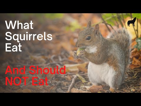 What Squirrels Eat, Their Diet, and What Not to Feed Them