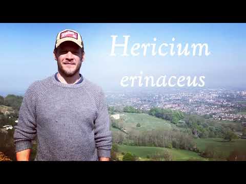 Why are Mushrooms named in Latin?