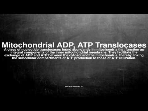 Medical vocabulary: What does Mitochondrial ADP, ATP Translocases mean