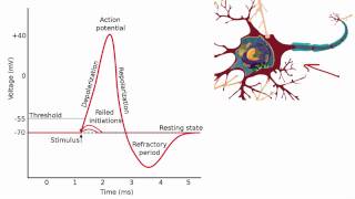 Graded Potentials and Action Potentials | Channels for Pearson+
