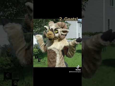 Cutest fursona species | best fursonas in the furry fandom | cutest furry fandom animals fursonas