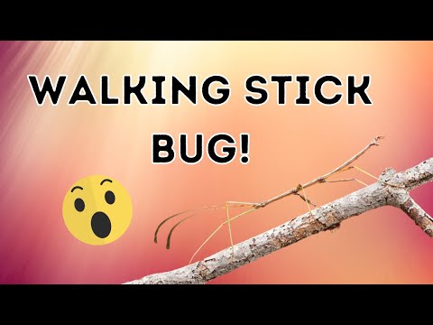 Have You Ever Seen A Walking Stick Bug?