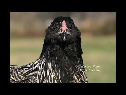 HEN or a ROOSTER? How to tell! Easter Egger / Ameraucana Pullet