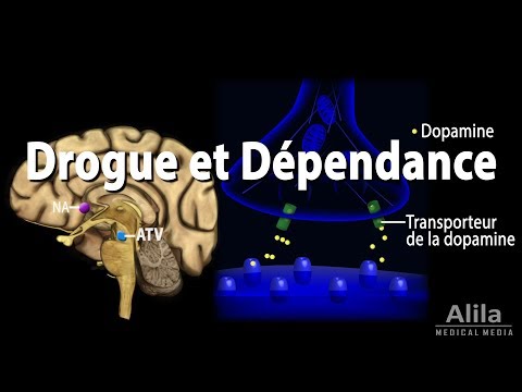 Mécanisme de Dépendance dans le Cerveau, Animation
