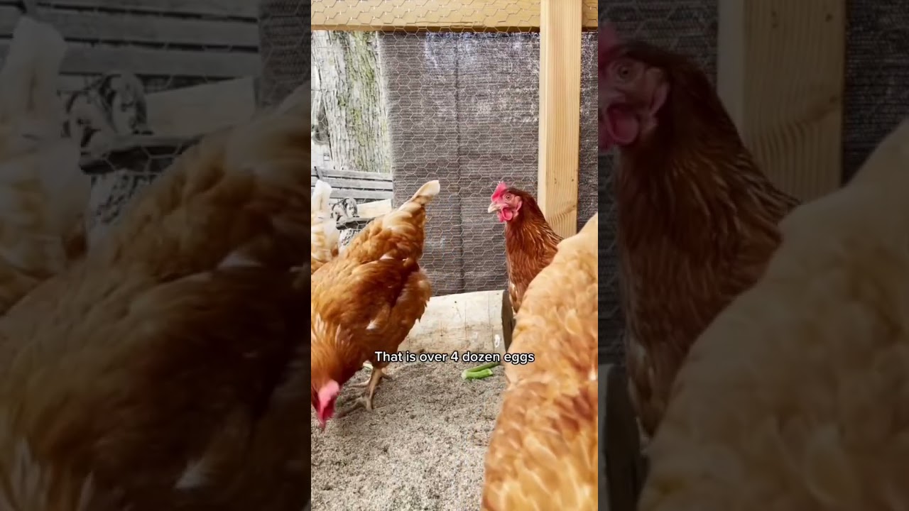 How Many Eggs Did My 8 Chickens Lay This Week? #backyardhomestead #backyardchickens