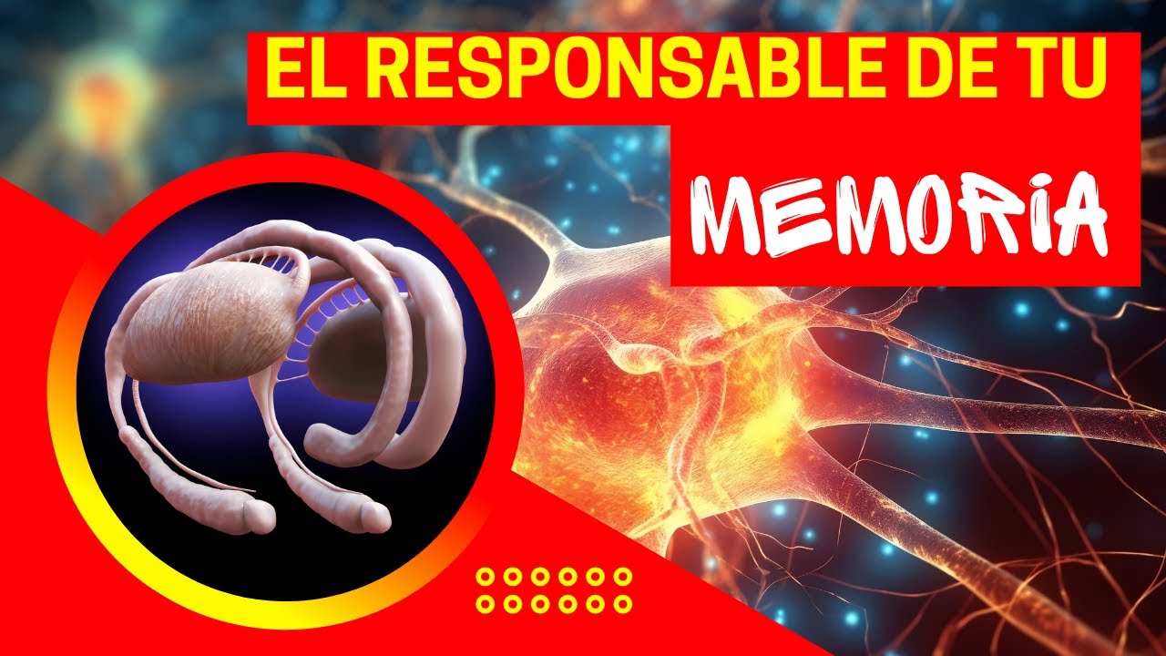 🧠EL HIPOCAMPO (Que es el hipocampo y sus funciones) | NEUROCIENCIA