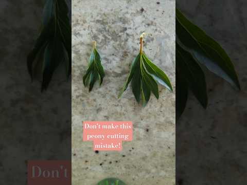 When cutting peonies, it's important to preserve the leaves, but which ones? #peonies #cutflowers