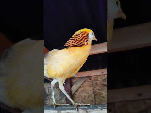 A Yellow Golden Pheasant giving me the look over from up on his roost #birdtrend #pheasants #shorts