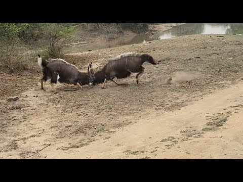 Nyala antelopes fighting for territory