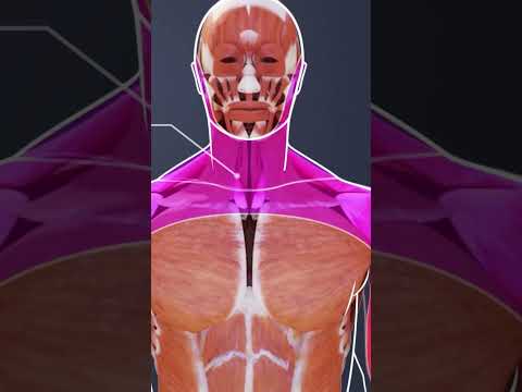 Dermatomes and Myotomes