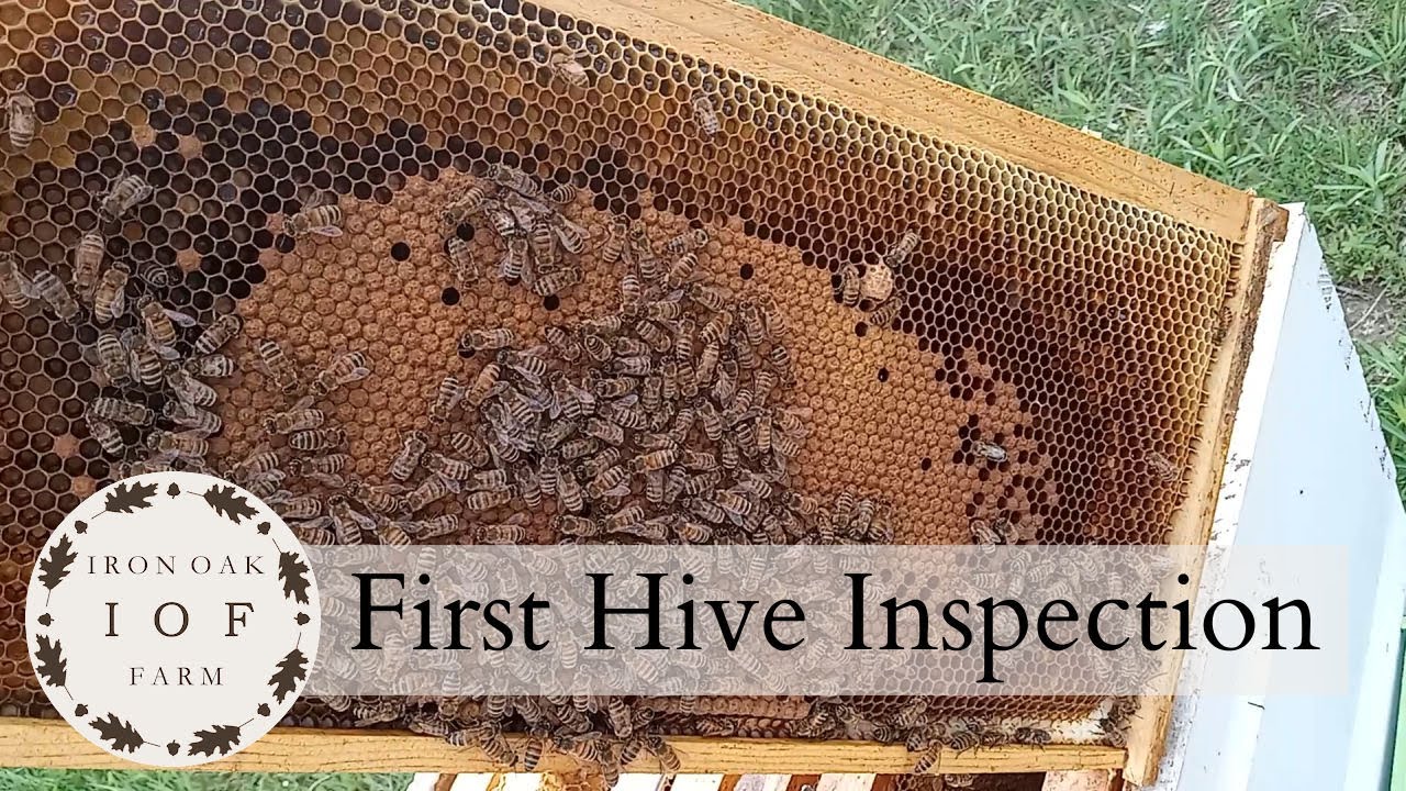 First Hive Inspection After Package Bee Installation