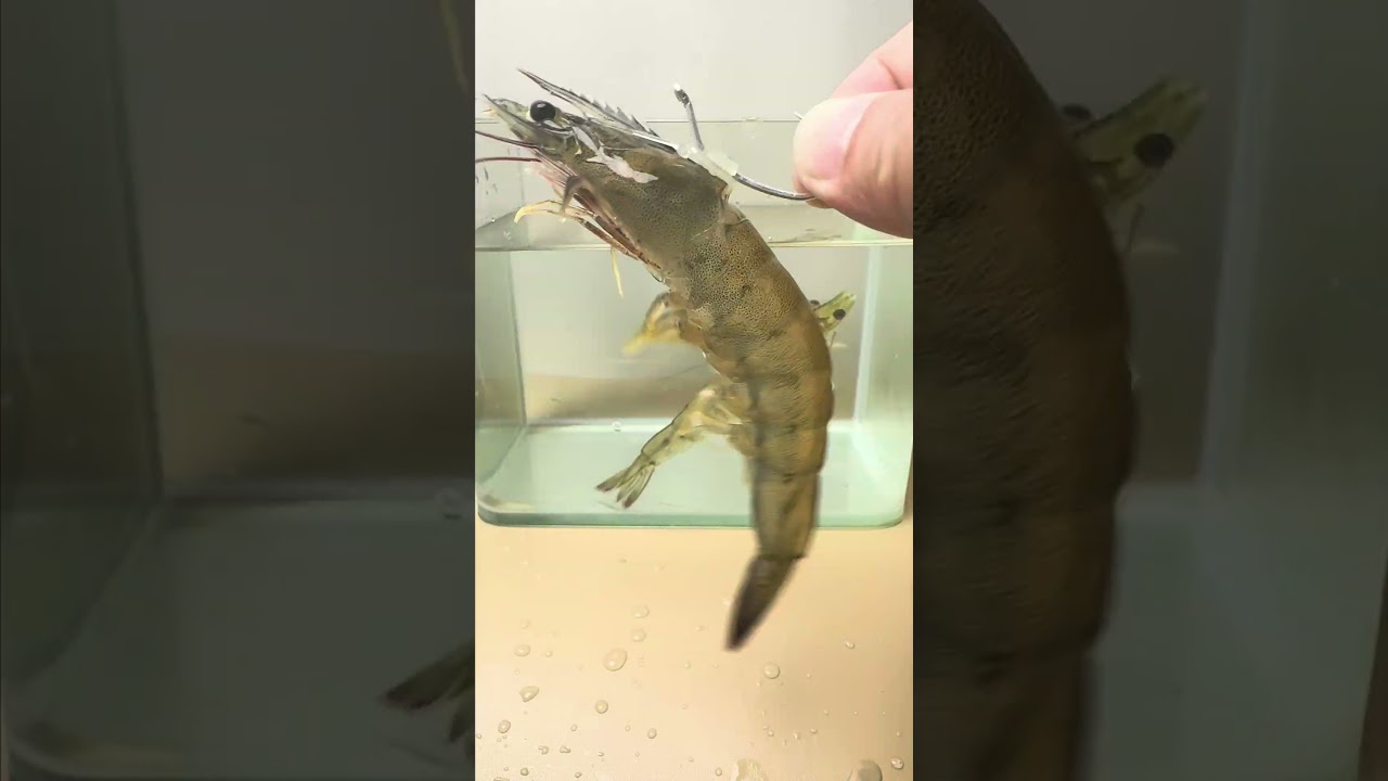 🎣 Kanama Luminous Live Shrimp Hooks - Keep Your Shrimp Lively.