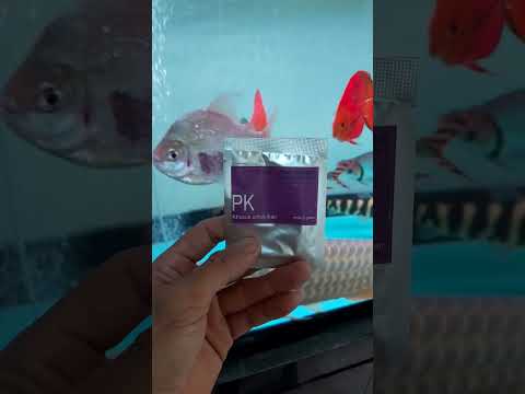 PEMBERIAN OBAT PK PADA IKAN