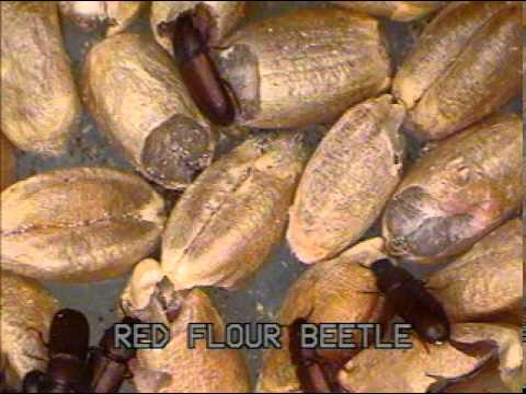 Red flour beetle (Tribolium castaneum)