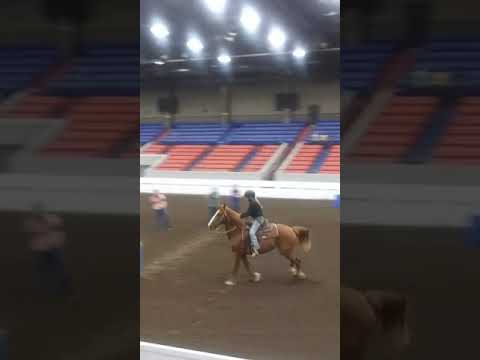Kentucky 4H State Horse Show, Flag Race Sr. #4h #horse #western