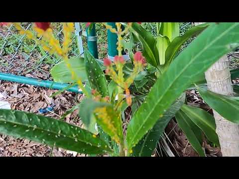 Milkweed Bugs, What are they?