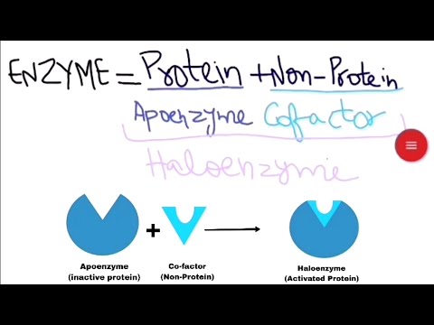 BIOCHEMISTRY — Structure and Composition of Enzyme.