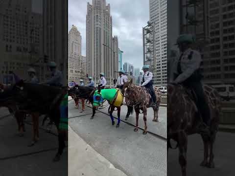 Horses in Halloween costumes? Have you ever seen such a thing? #halloweenshorts