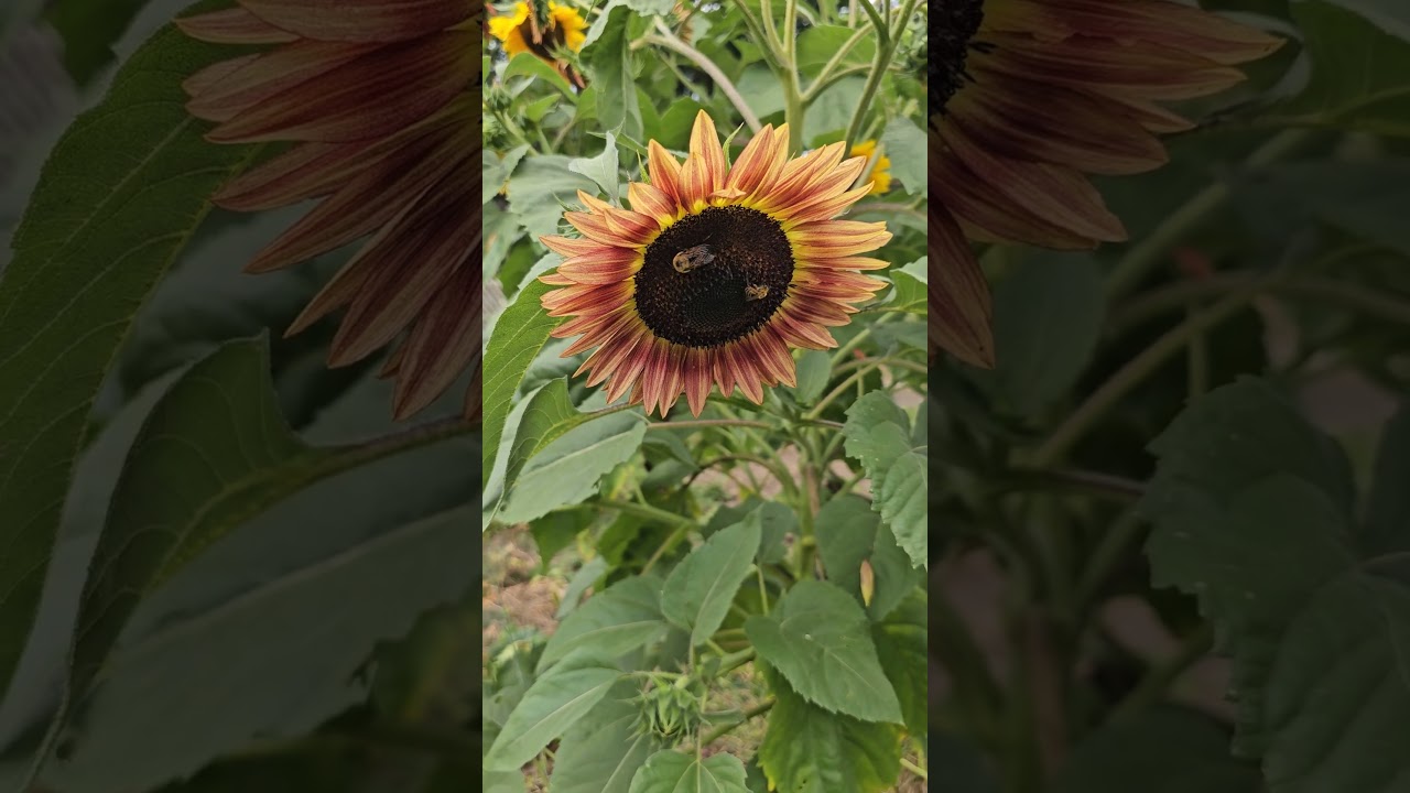 Sunflowers Bringing in the Pollinators