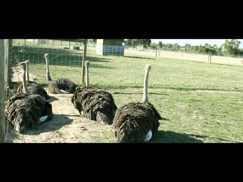 Chesterfield Children's farm - Melbourne-Biju Kanayi
