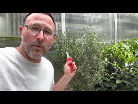 Tea (Camellia sinensis) plant cuttings. A very rare subspecies…