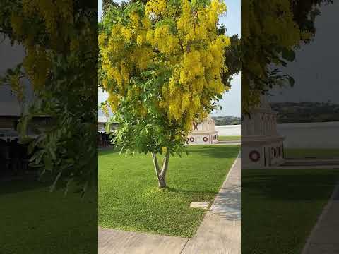 Hermoso árbol de flores amarillas, lluvia de oro, árbol de la lluvia dorada