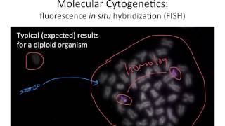 Cytogenetic Technologist Overview | What is a cytogenetic technologist ...