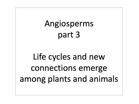 Angiosperms - evolution & co-evolution, part 3
