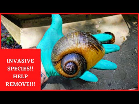 INVASIVE SPECIES!! PLEASE REMOVE IF SEEN!! (HUGE APPLE SNAILS)