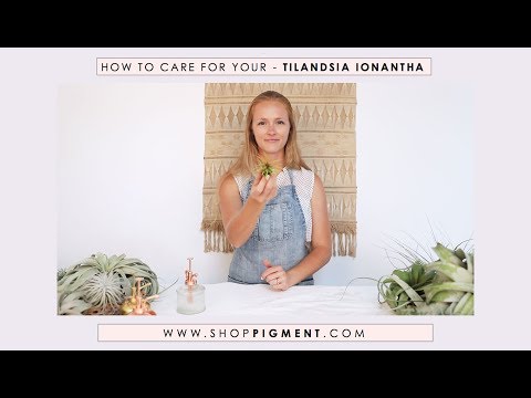 How to care for your Ionantha Tilandsia - www.shoppigment.com