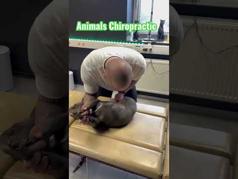 Animals Chiropractic ππ#chiropractic #foryou #doglover #pain