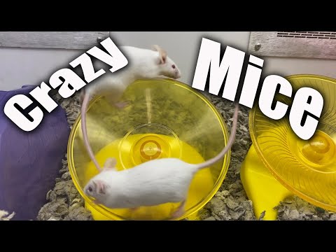 MICE RUNNING IN A WHEEL