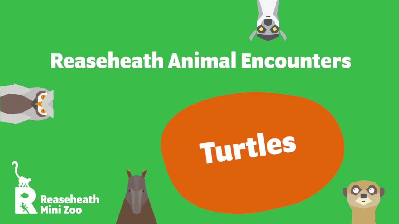 Reaseheath Mini Zoo Animal Encounters - Turtles