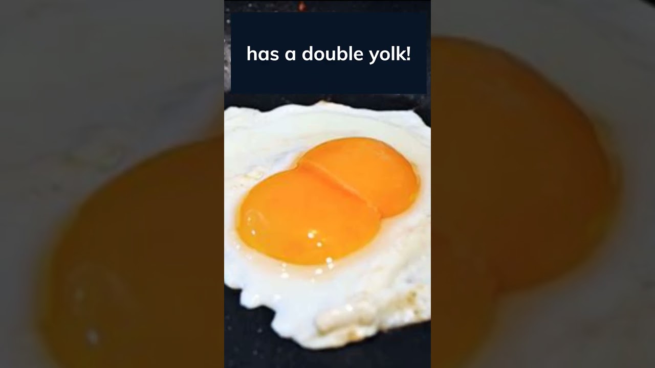 Have you ever seen a double yolk egg? Comment below 👇 Please like and subscribe #chickens #eggs