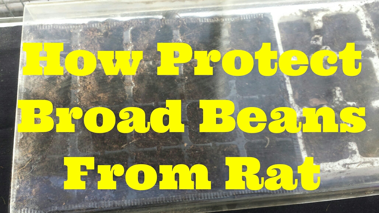 Rat Proof Your Broad Beans