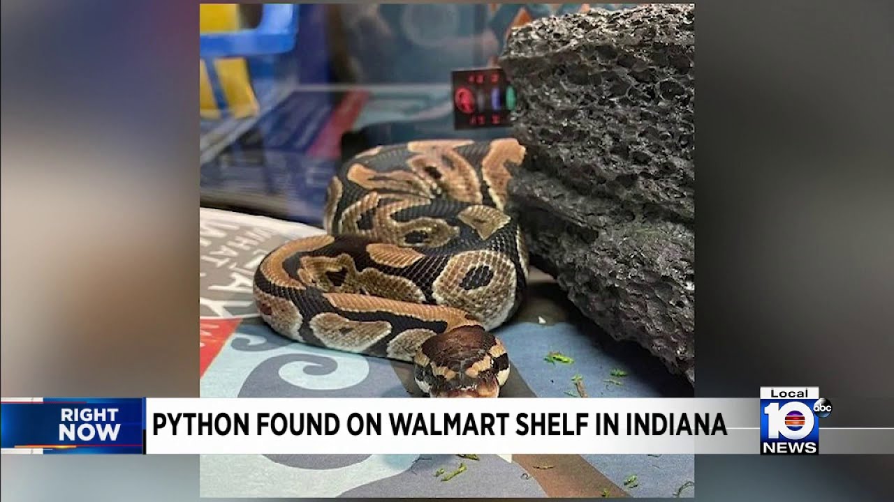 Python found in Walmart in Indiana