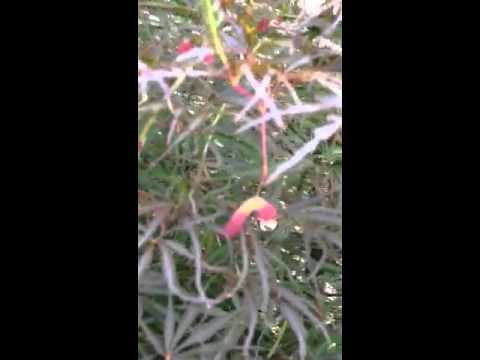 My Tamukeyama Japanese Maple