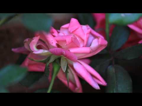 The little Rose Garden