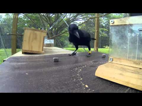 Crow Solves An 8 Step Puzzle To Get Food. Incredible!