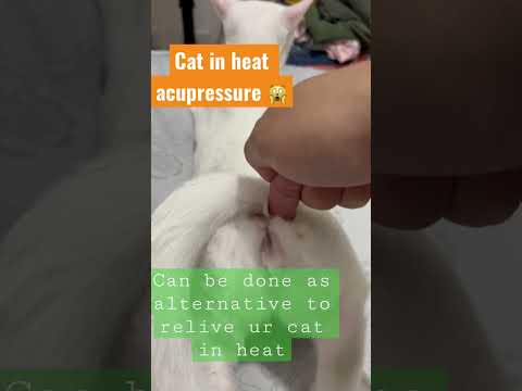 Cat in heat acupressure 👍 do you also perform this?