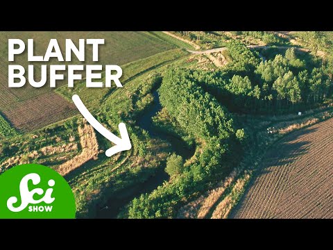 How Plants Are Bringing Rivers Back