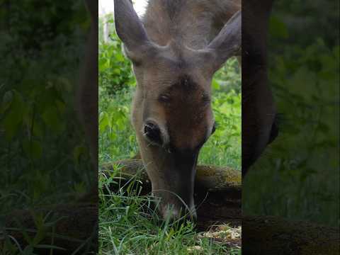 Beautiful Doe in Meadow