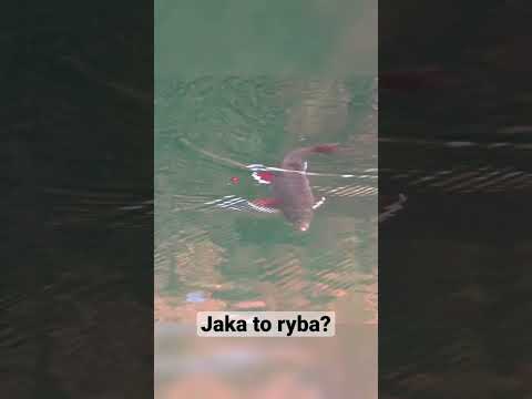 Co to za ryba?