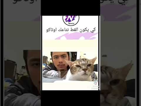 when you and your cat are Otaku 💓😍