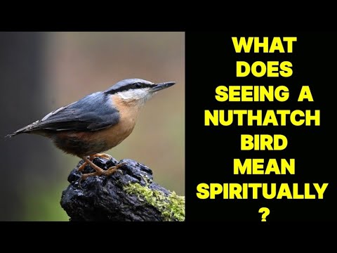 WHAT DOES SEEING A NUTHATCH BIRD MEAN SPIRITUALLY ?