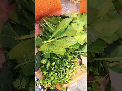 Mustard leaves.
