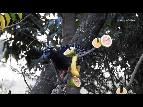 Bare-faced Curassow: Wild Female in the Backyard Fruit! 🦜🌿Mutum-De-penacho