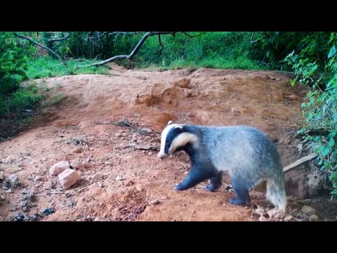 Malcolm Ingham introduces his local Badgers in North Wales | Springwatch 2024