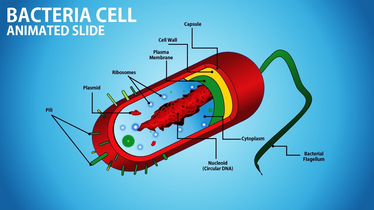 Bacteria Cell structure in PowerPoint/Animated slide/Free Download