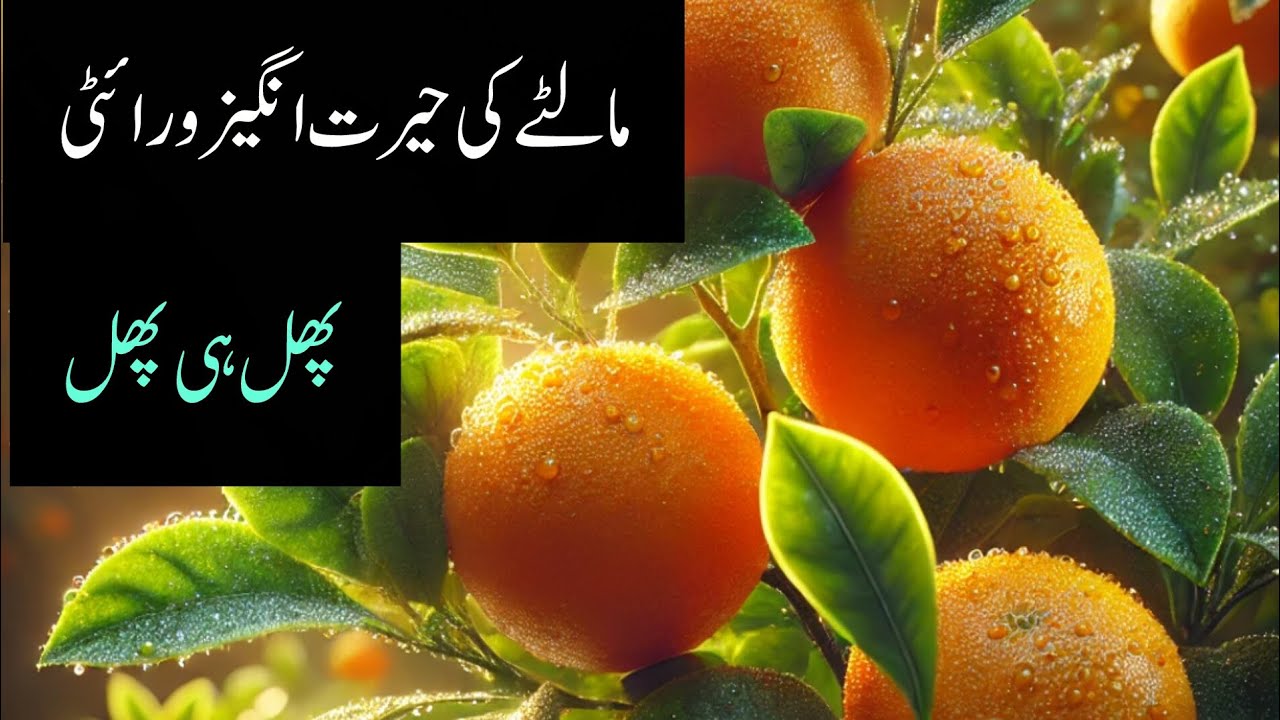 Beautiful Orange Variety | Fresh Citrus Fruit Close Up scenes |#ViralVideo#TrendingNow #MustWatch